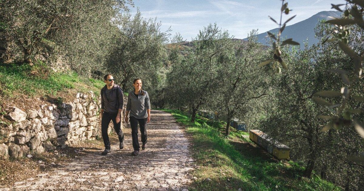 Olive Trail