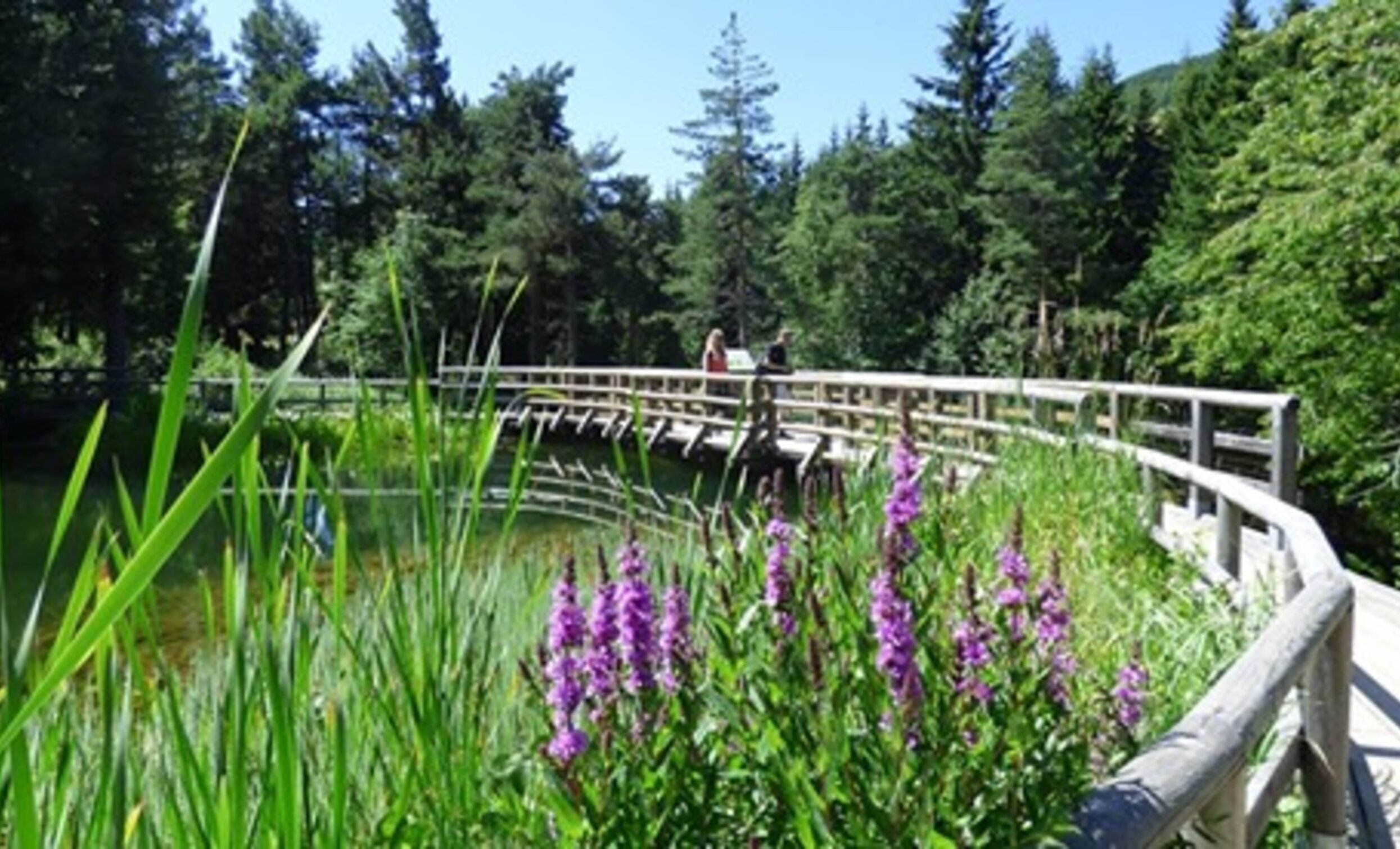 Giardino Botanico Alpino, Viote di Monte Bondone • Garda Trentino
